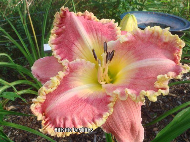 Daylily (Hemerocallis 'Her Royal Pinkness') in the Daylilies Database ...