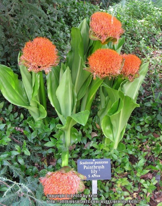 Blood Lilies: Plant Care and Collection of Varieties - Garden.org