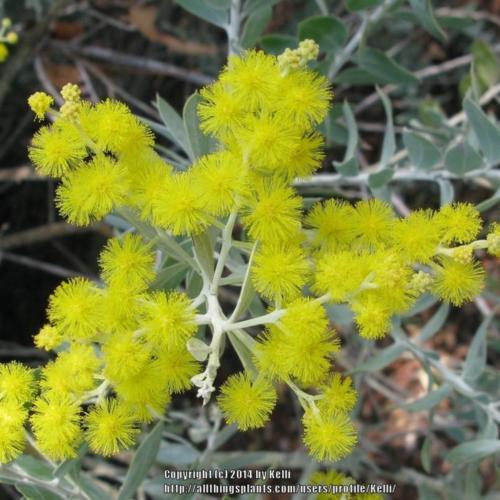 Pearl Acacia (Acacia podalyriifolia) - Garden.org