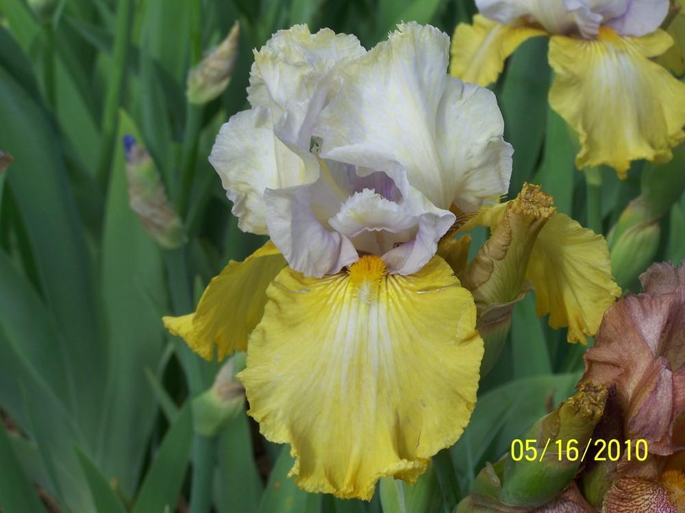 Tall Bearded Iris (Iris 'Behold a Lady') in the Irises Database ...