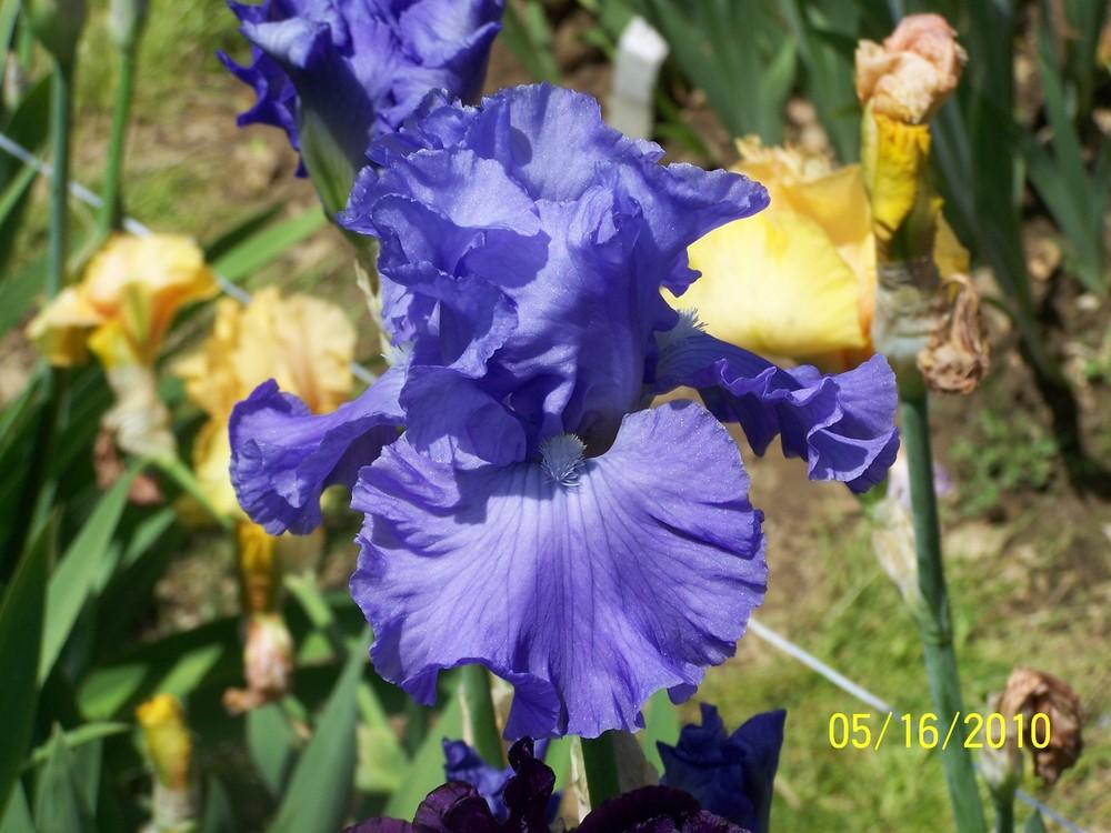 Photo of the bloom of Tall Bearded Iris (Iris 'Delta Blues') posted by ...