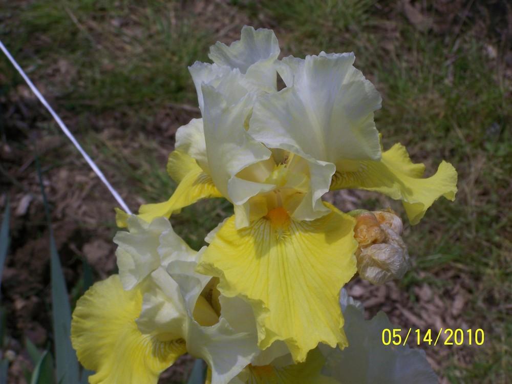 Tall Bearded Iris (Iris 'Alpine Journey') in the Irises Database ...