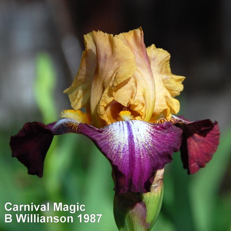 Tall Bearded Iris (Iris 'Carnival Magic') in the Irises Database ...
