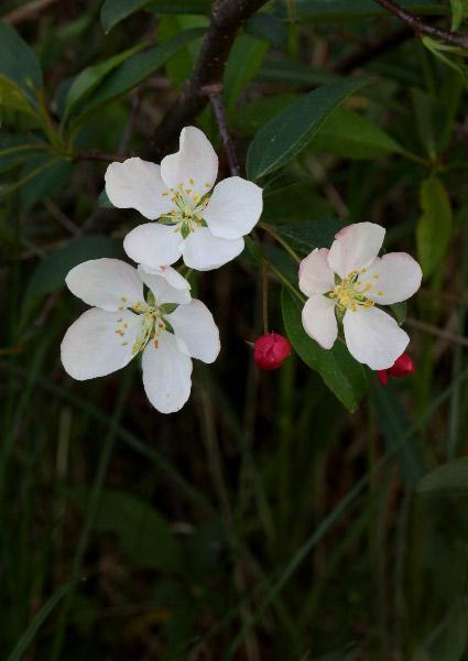 Photo of the bloom of Sweet Crabapple (Malus coronaria) posted by ...