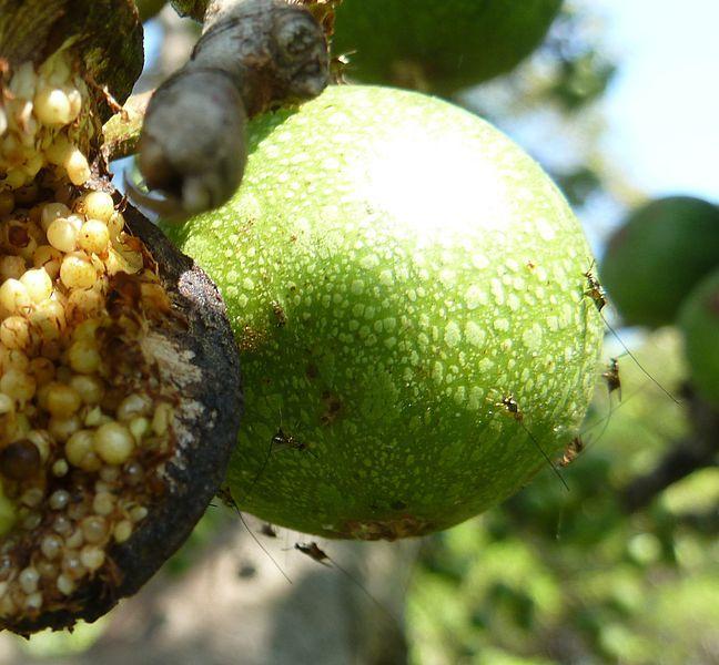 Cape Fig (Ficus sur) - Garden.org