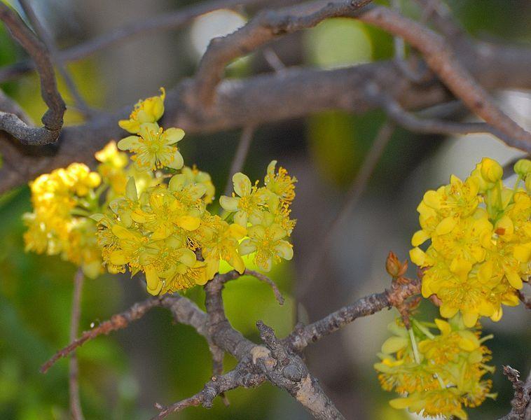 Peeling Plane (Ochna pulchra) - Garden.org