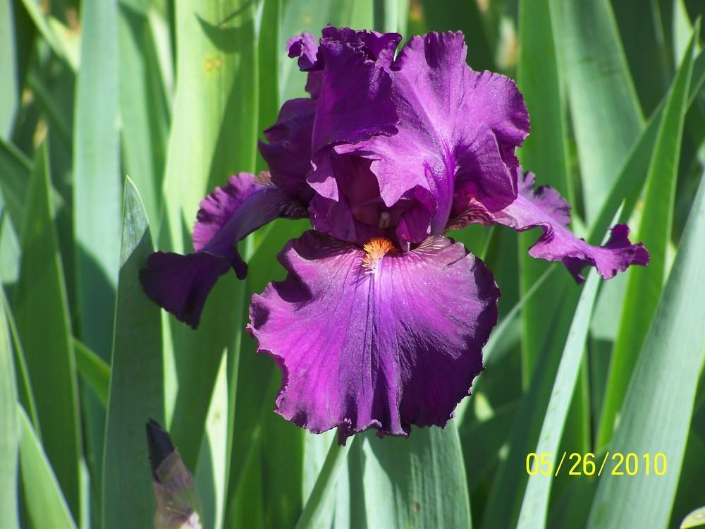 Tall Bearded Iris (Iris 'Moby Grape') in the Irises Database - Garden.org