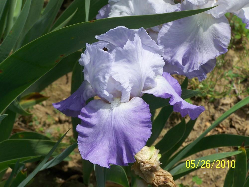 Photo of the bloom of Tall Bearded Iris (Iris 'Snow Cloud') posted by ...