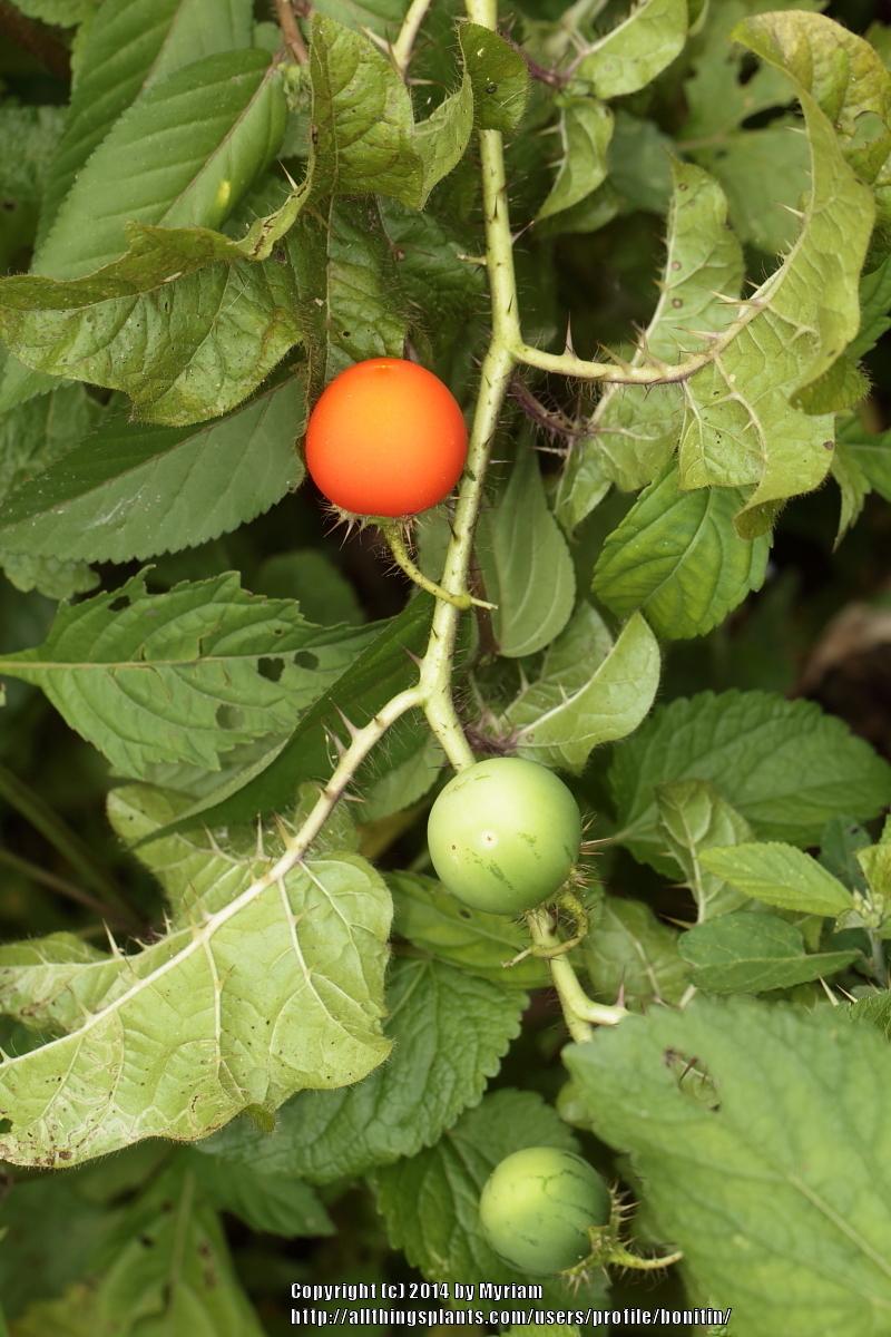 Tropical Soda Apple (Solanum viarum) - Garden.org