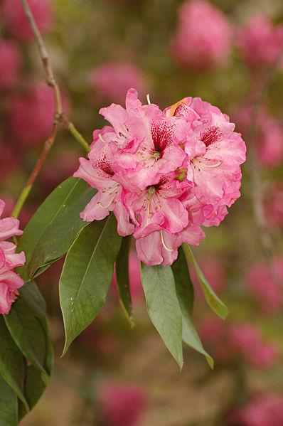 Rhododendron 'True Treasure' in the Rhododendrons Database - Garden.org