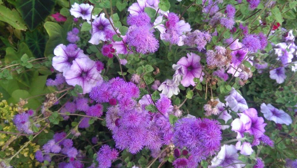 Floss Flower (Ageratum houstonianum 'Red Sea') - Garden.org