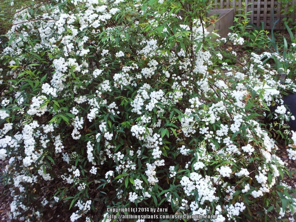 Photo of the entire plant of Double Reeves Spirea (Spiraea cantoniensis ...