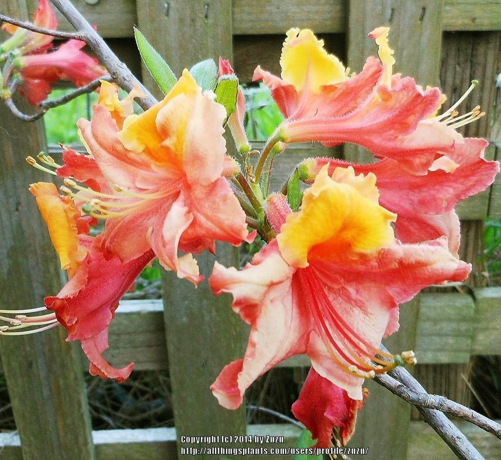 Photo of the bloom of Exbury Azalea (Rhododendron 'Arneson Gem') posted ...