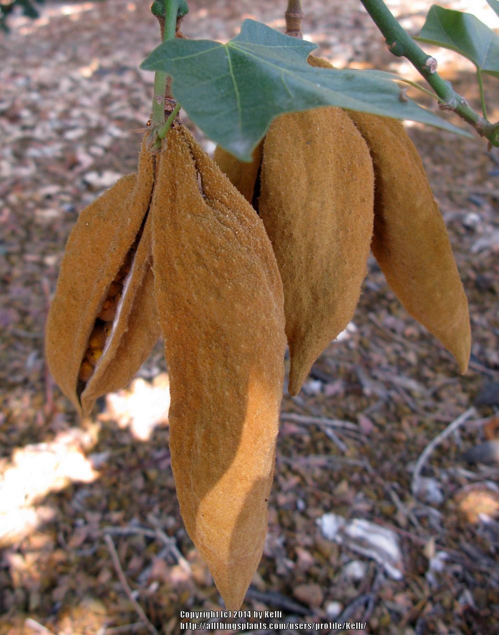 Photo of the seed pods or heads of Brush Kurrajong (Brachychiton discolor) posted by Kelli ...