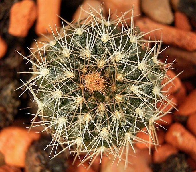 Frailea pygmaea - Garden.org