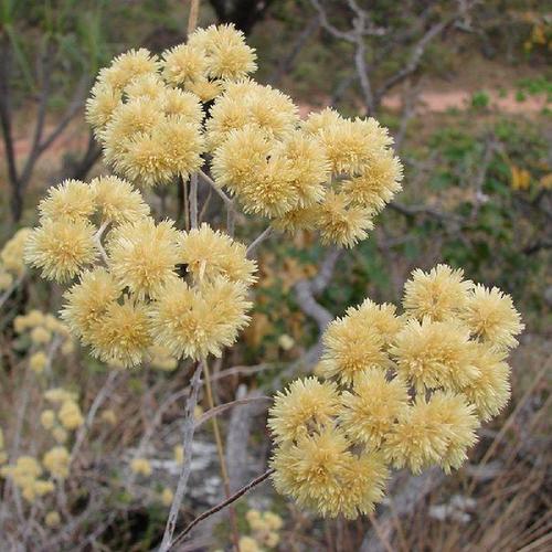 Marcela-do-Campo (Achyrocline satureioides) - Garden.org
