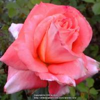 Photo of the bloom of Rose (Rosa 'Octoberfest') posted by Fleur569 ...