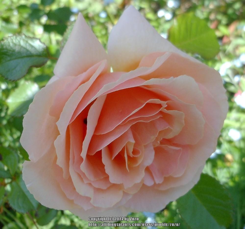 Rose (Rosa 'Fragrant Apricot') in the Roses Database - Garden.org