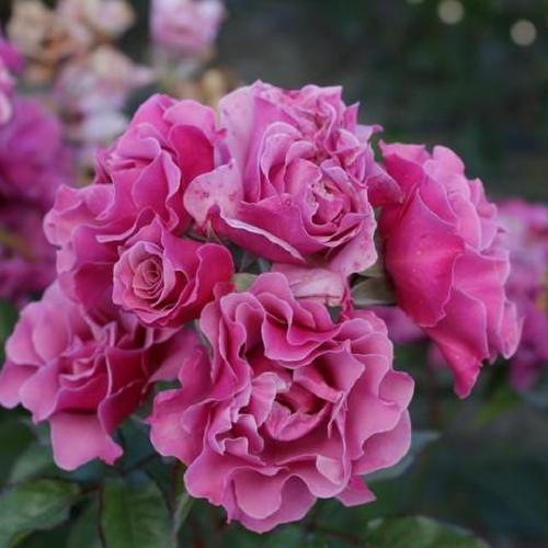 Rose (Rosa 'Cinderella') in the Roses Database - Garden.org