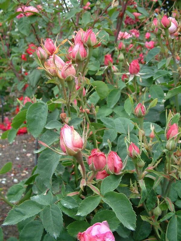 Rose (Rosa 'Rose Edouard') in the Roses Database - Garden.org