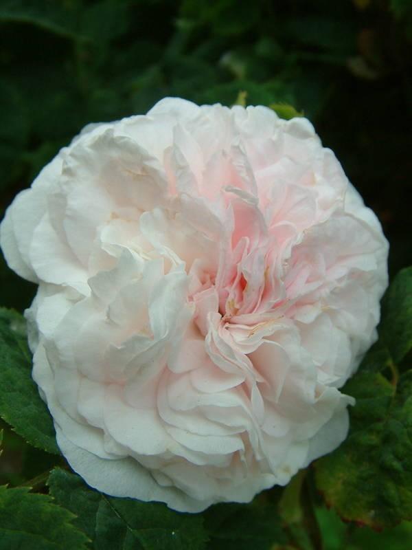 Photo of the bloom of Rose (Rosa 'Felicite Parmentier') posted by Calif ...