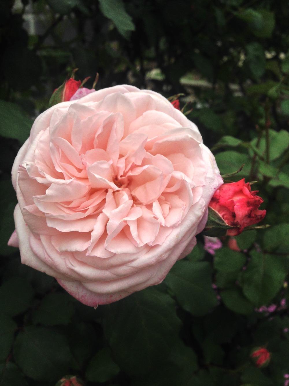 Rose (Rosa 'Memories') in the Roses Database - Garden.org