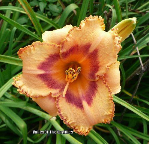 Daylily (Hemerocallis 'Chinese Offering') in the Daylilies Database ...