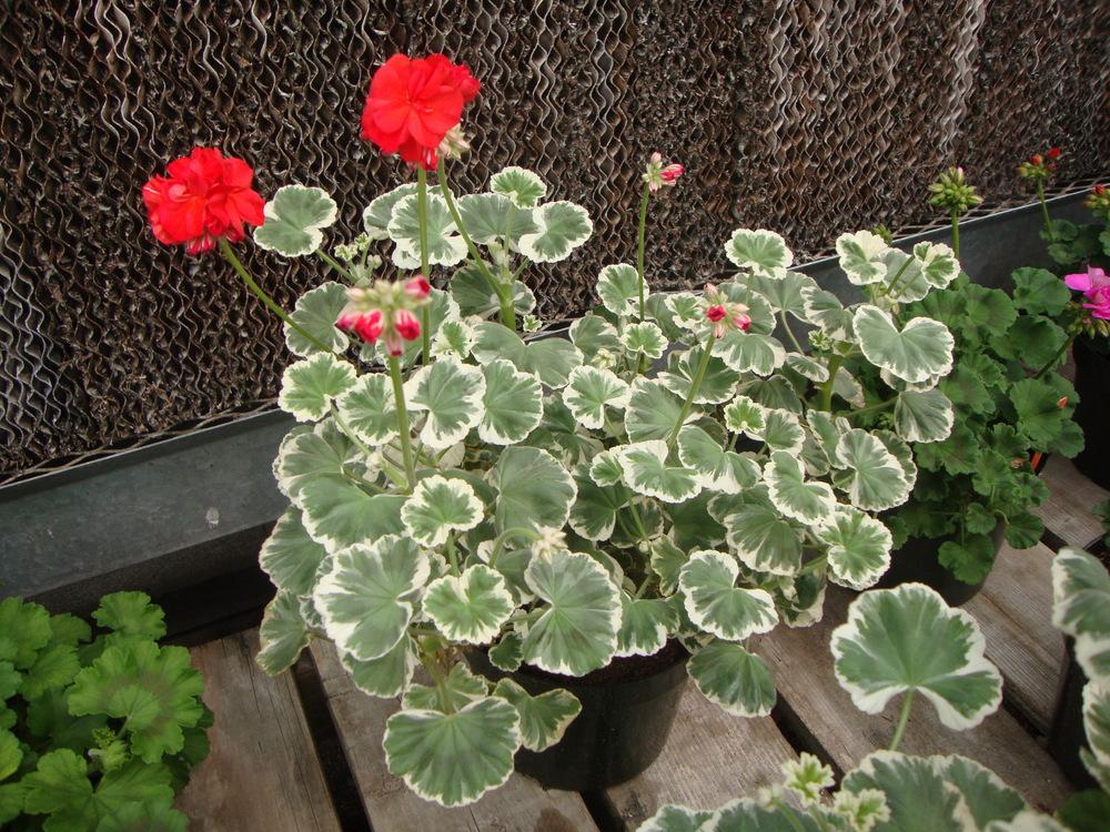 Photo of the entire plant of Fish Geranium (Pelargonium x hortorum ...
