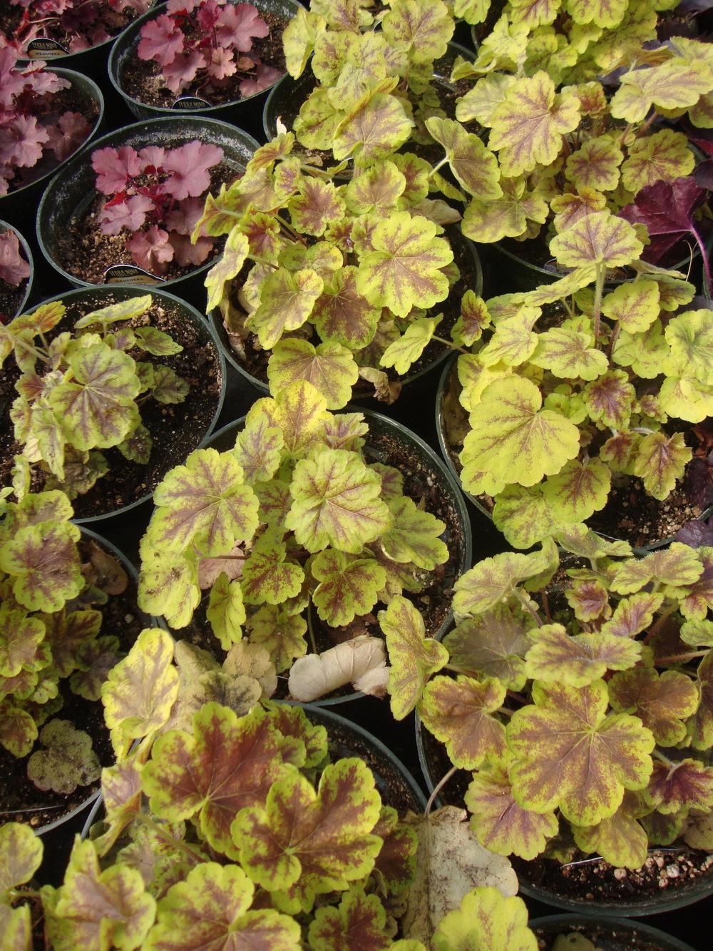 Photo of the entire plant of Foamy Bells (XHeucherella 'Solar Eclipse ...