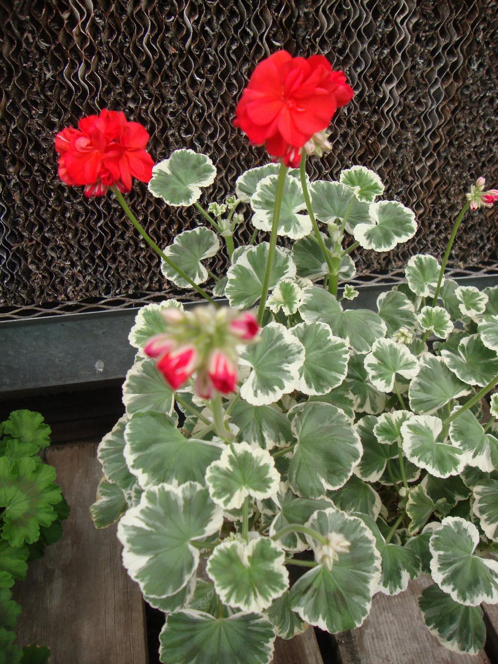 Photo of the entire plant of Fish Geranium (Pelargonium x hortorum ...