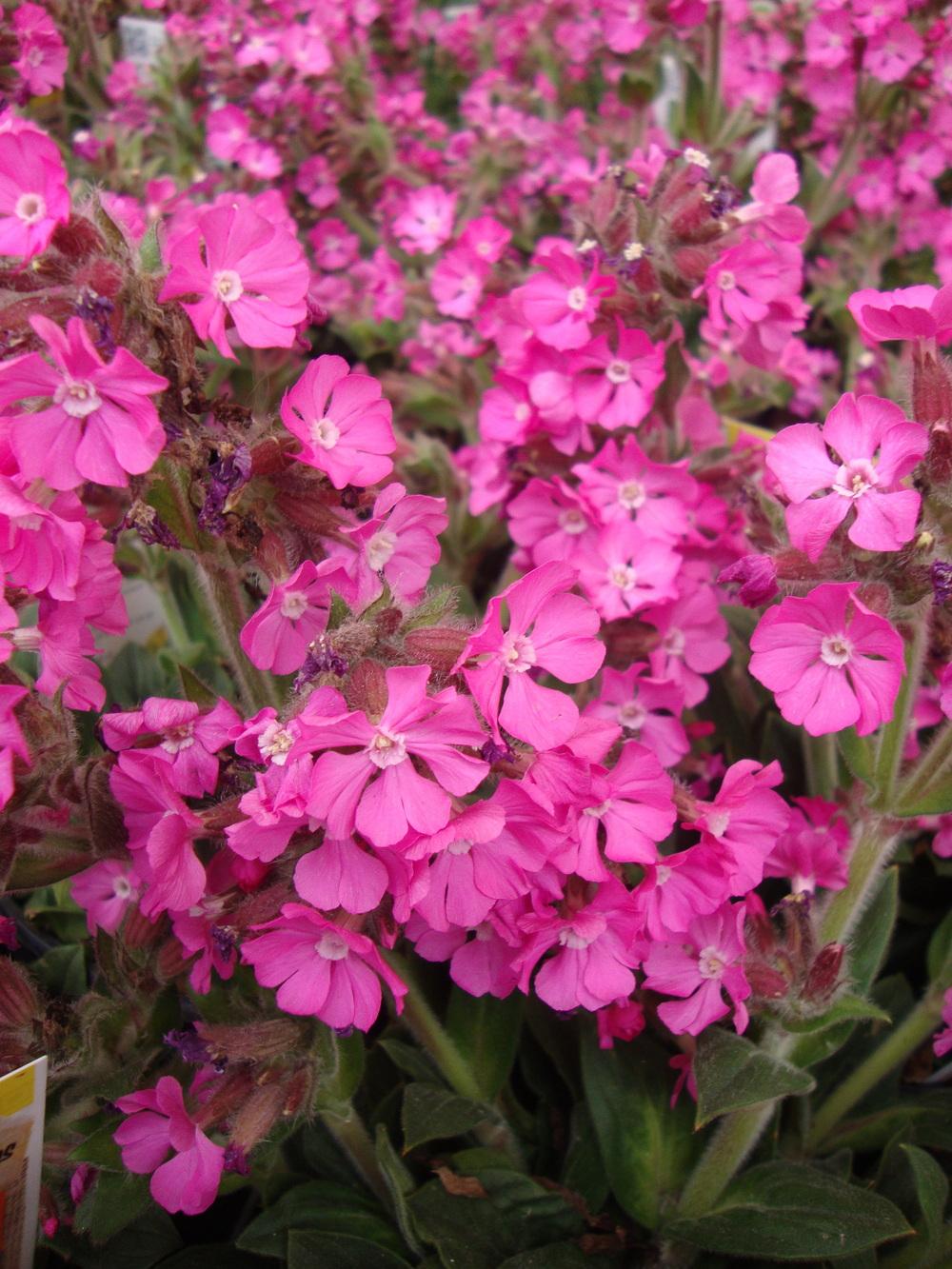 Photo of the bloom of Catchfly (Silene 'Rolly's Favorite') posted by ...
