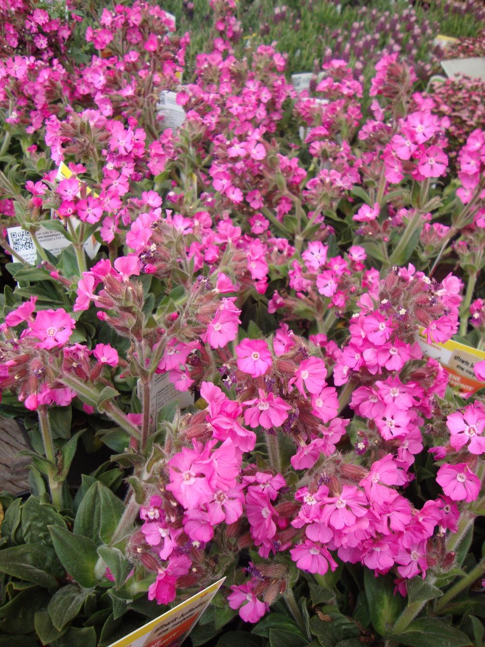 Photo of the bloom of Catchfly (Silene 'Rolly's Favorite') posted by ...