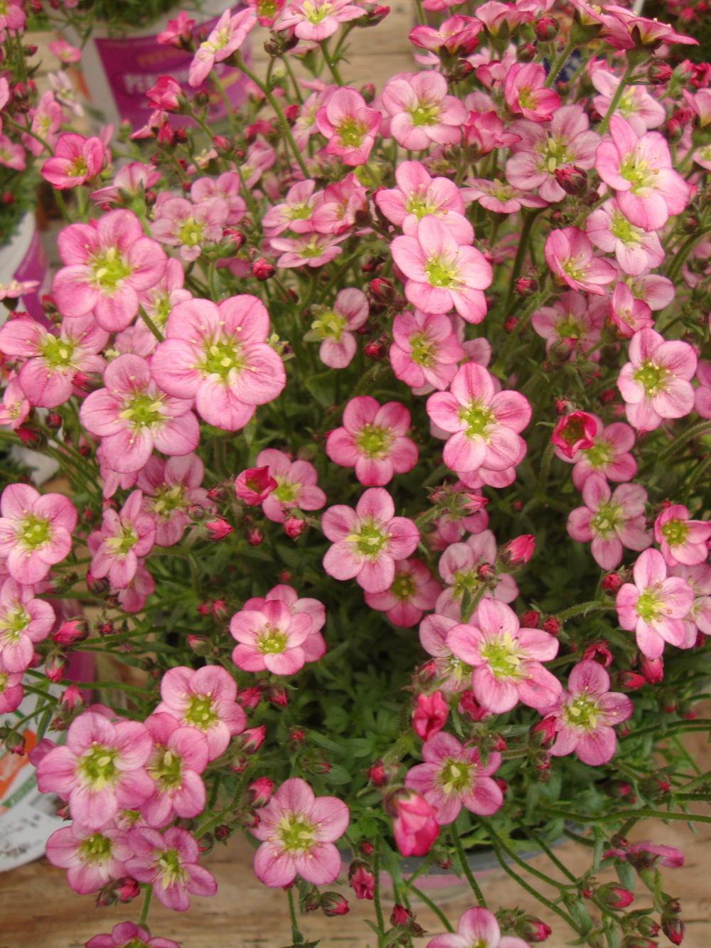 Mossy Rockfoil (Saxifraga Touran™ Neon Rose) - Garden.org