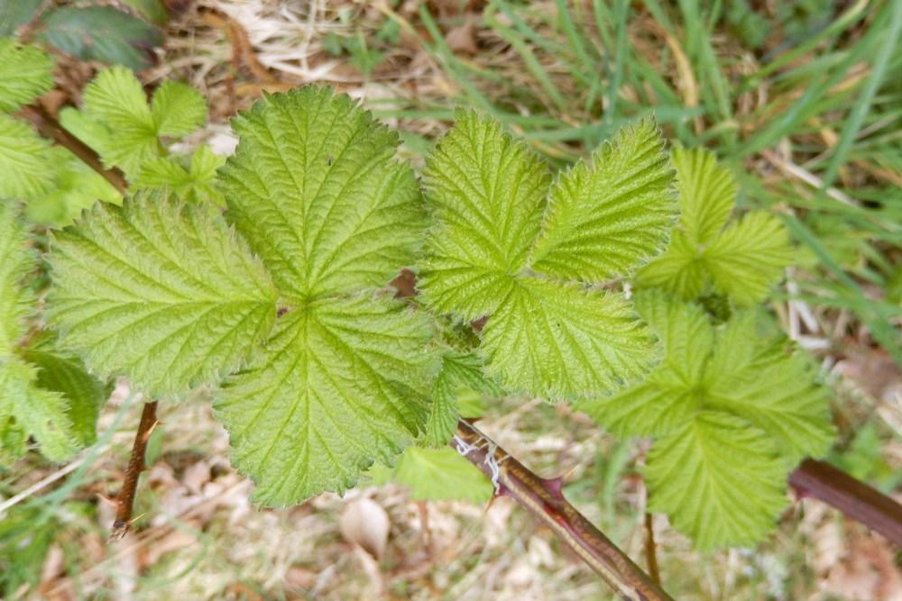 Photo of the leaves of Himalayan Blackberry (Rubus armeniacus) posted ...