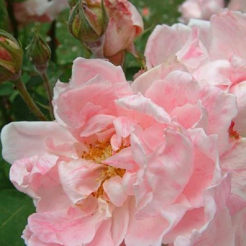 Rose (Rosa 'Adam') in the Roses Database - Garden.org