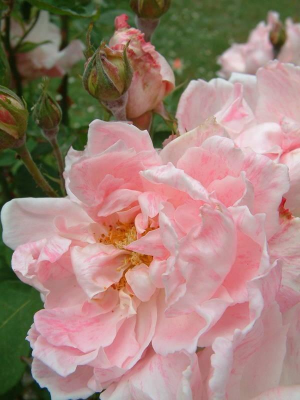 Rose (Rosa 'Adam') in the Roses Database - Garden.org