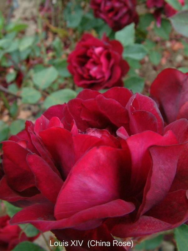 Rose (Rosa 'Louis XIV') in the Roses Database - Garden.org