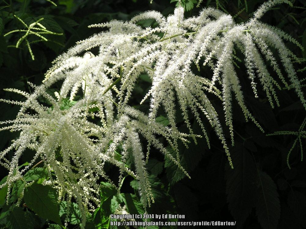 Goatsbeard (Aruncus) - Garden.org