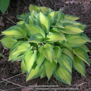 Hosta 'June' in the Hostas Database - Garden.org