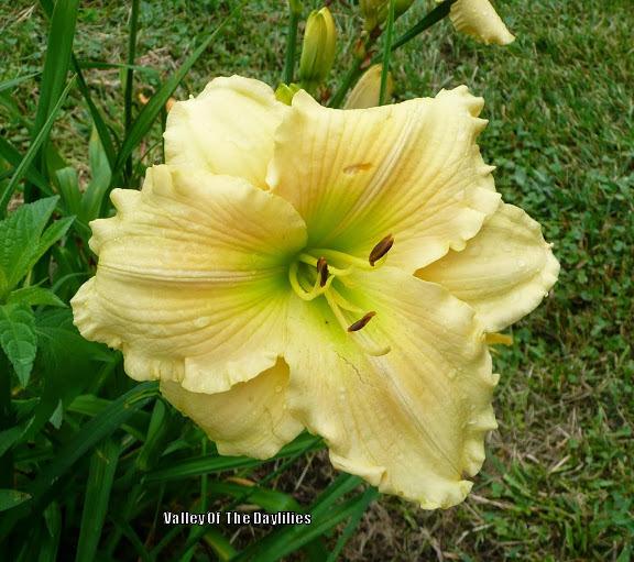 Daylily (Hemerocallis 'Shimmering Sunset') in the Daylilies Database ...