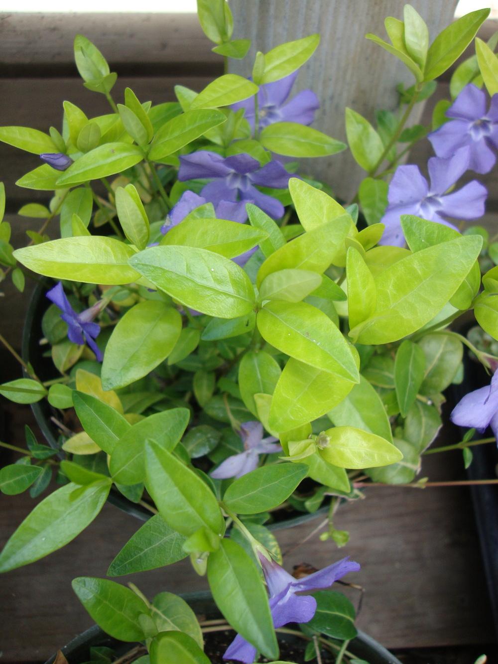 Common Periwinkle (Vinca minor 'Bowles Golden') - Garden.org