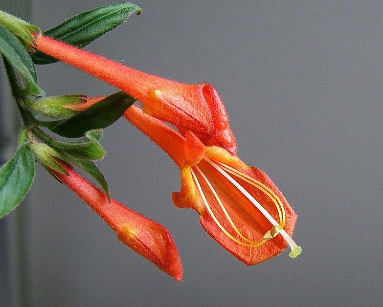 Columnea crassifolia - Garden.org