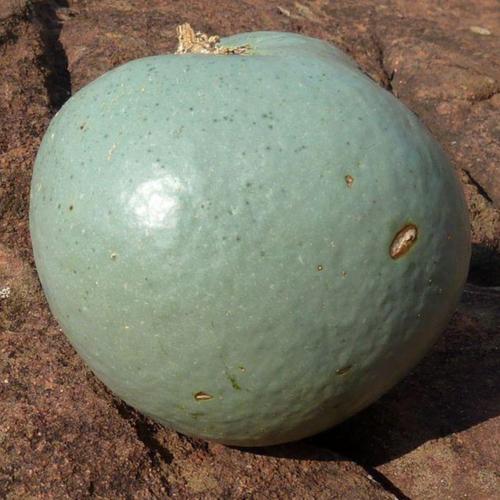 Spiny-Leaved Monkey-Orange (Strychnos pungens) - Garden.org