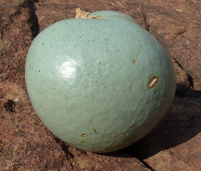 Spiny-Leaved Monkey-Orange (Strychnos pungens) - Garden.org