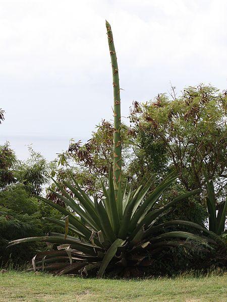 West Indian Dagger (Agave karatto) in the Agaves Database - Garden.org