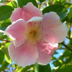 Rose (Rosa 'Anemone') in the Roses Database - Garden.org
