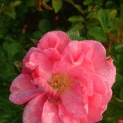 Rose (Rosa 'Chaplin's Pink Climber') in the Roses Database - Garden.org