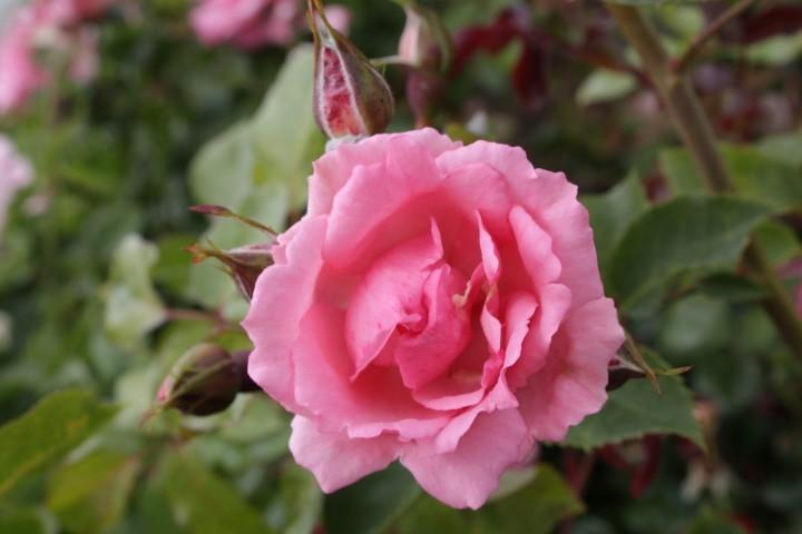 Rose (Rosa 'Bantry Bay') in the Roses Database - Garden.org