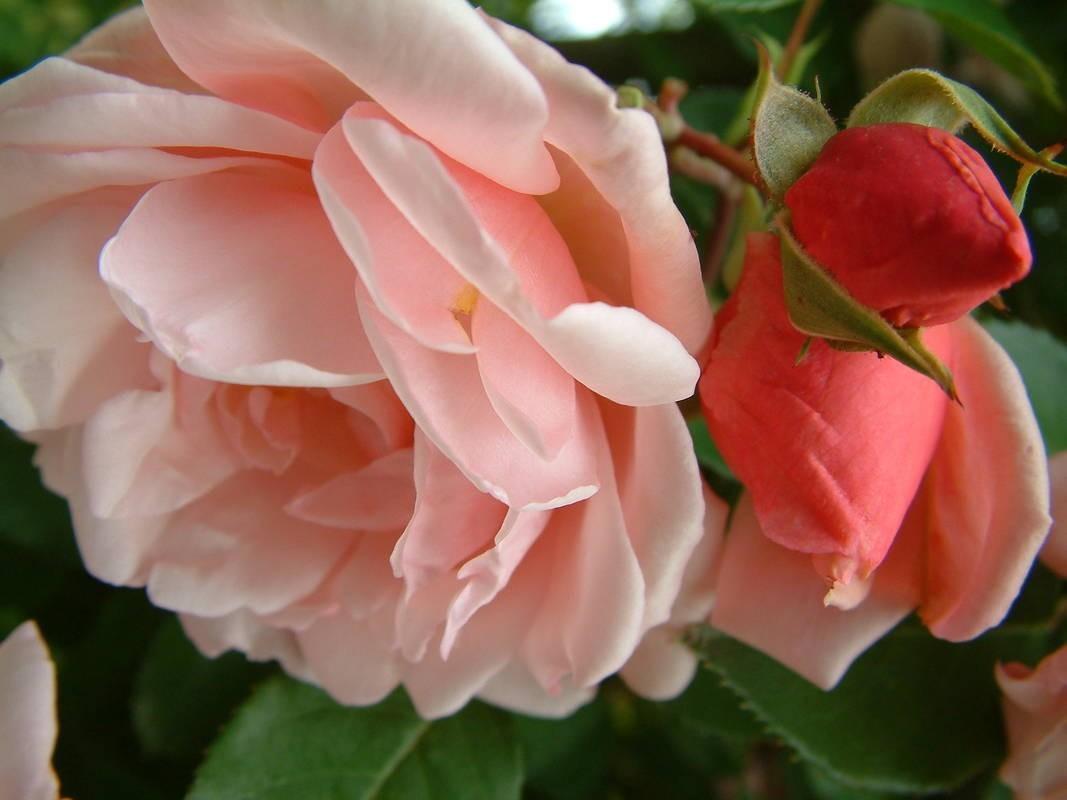 Photo of the bloom of Rambling Rose (Rosa 'Albertine') posted by Calif ...