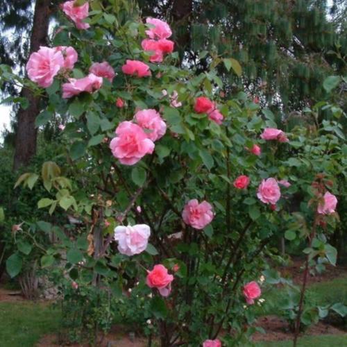 Rose (Rosa 'Cicely Lascelles') in the Roses Database - Garden.org